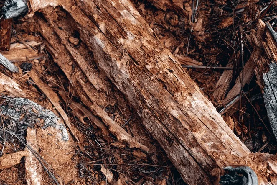 Demystifying Root Rot: How to Spot It and Save Your Plants Before It's ...
