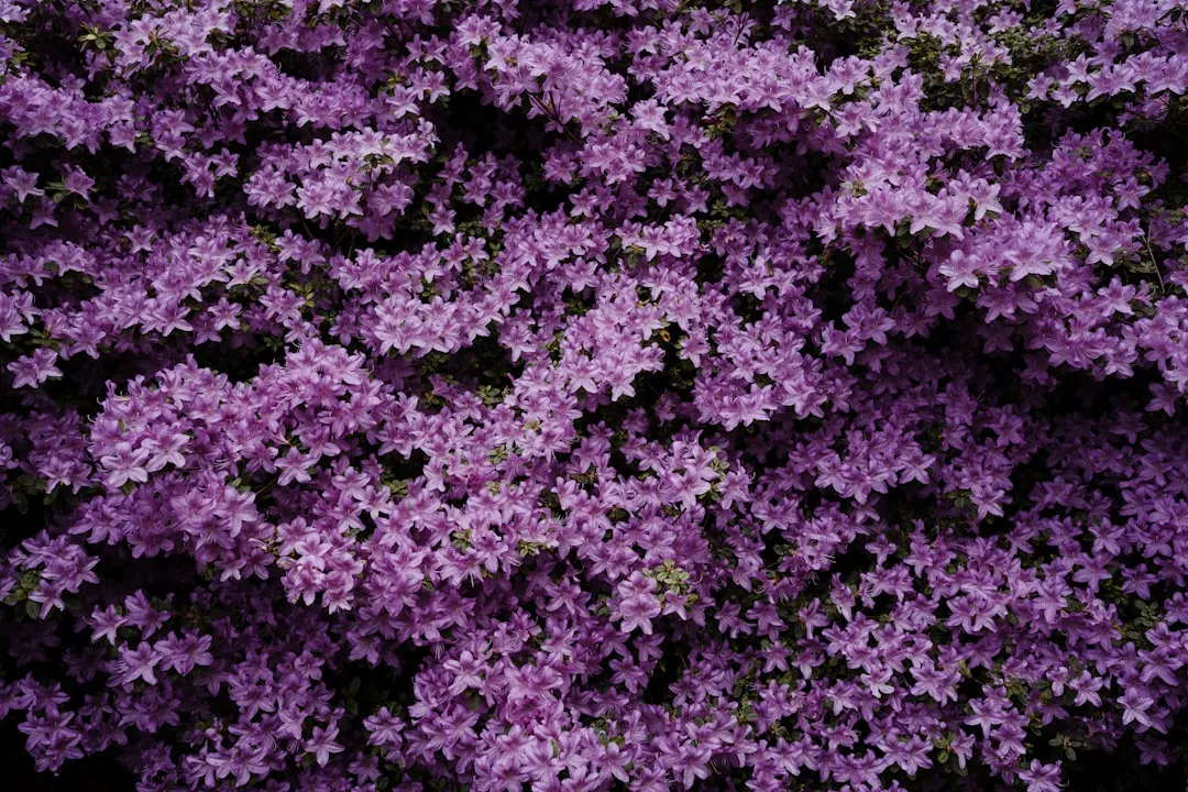 The Best Low-Growing Groundcovers That Can Withstand Heavy Foot Traffic ...