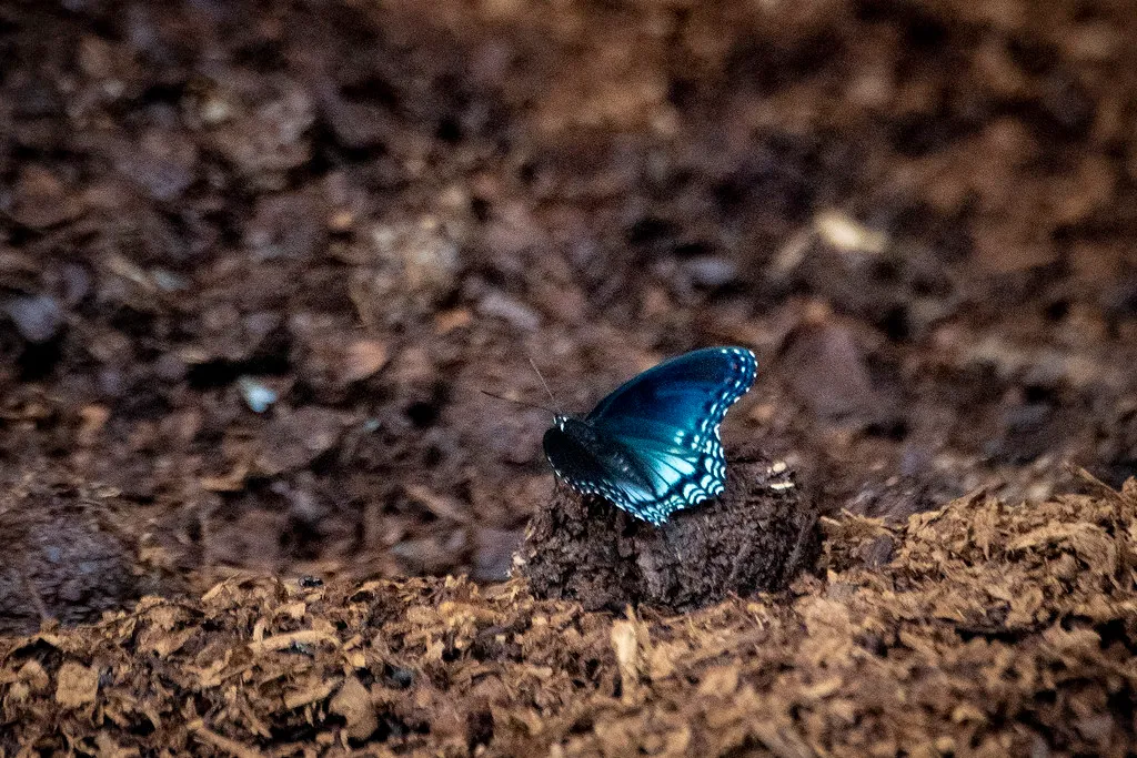 What the Color of Your Compost Leaves Says About Its Nutrient Balance ...