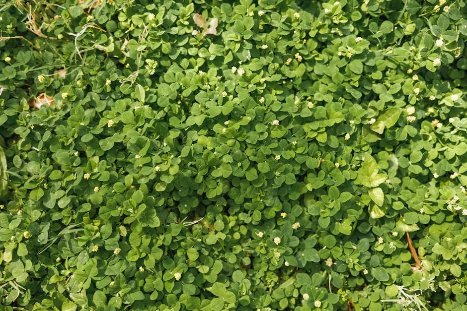 Why Replacing Part of Your Lawn With Clover Benefits the Local ...