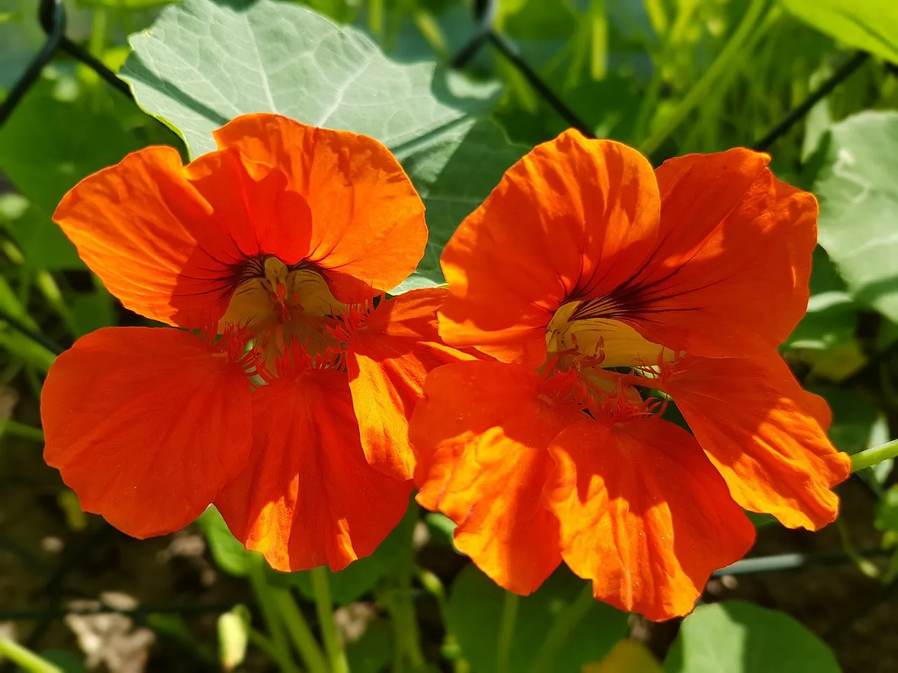 5 Beautiful Flowers You Should Plant Right Next to Your Vegetables to ...