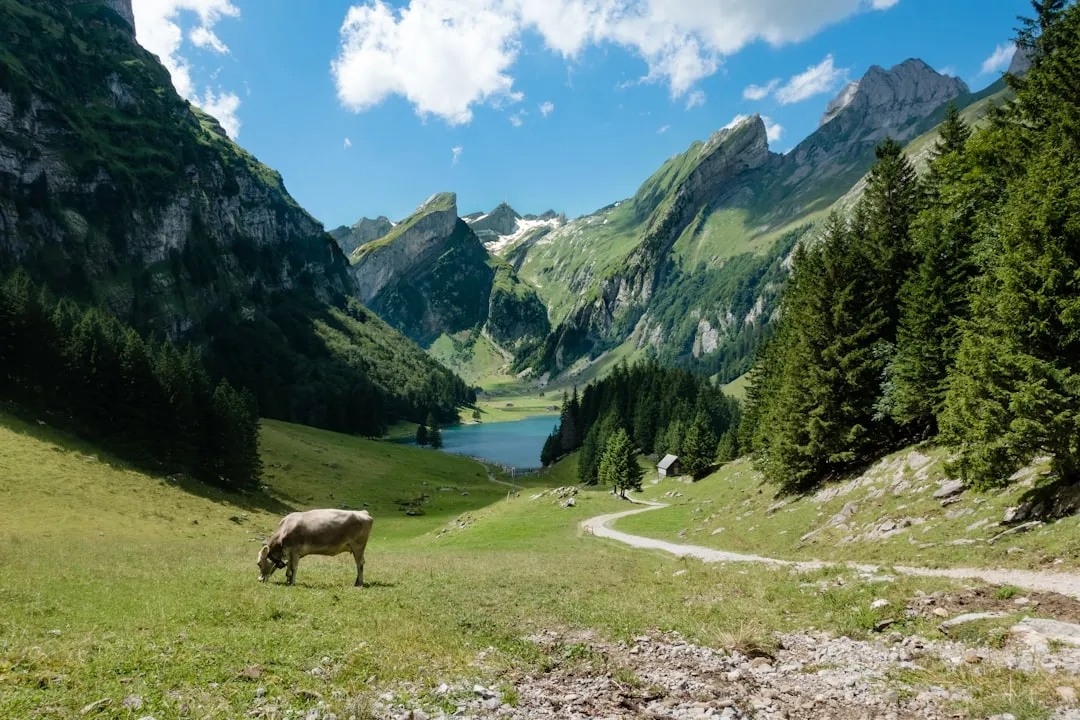 Escaping to the High Alps: Discovering Switzerland's Lush Summer Trails ...
