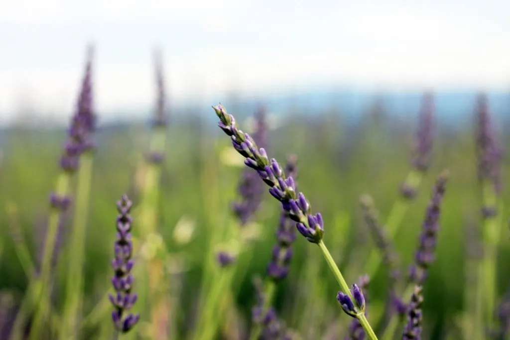 The Lavender-Scented Lanes of Provence: A Guide to South France's ...